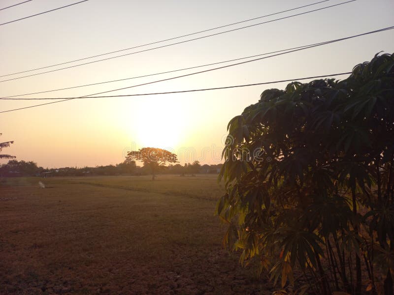 The Sun in the Afternoon before Sunset in the Rice Fields Stock Image ...