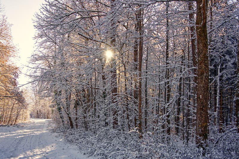 The Sun Appears between the Tree Trunks an Create Beautiful Sunrays ...