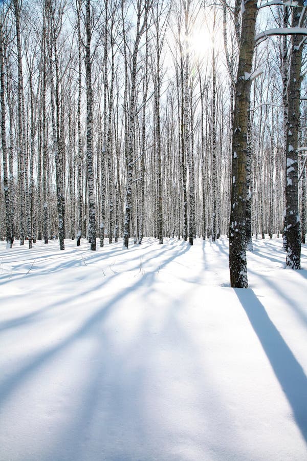 Sun in April Birch Grove stock photo. Image of season - 24599882