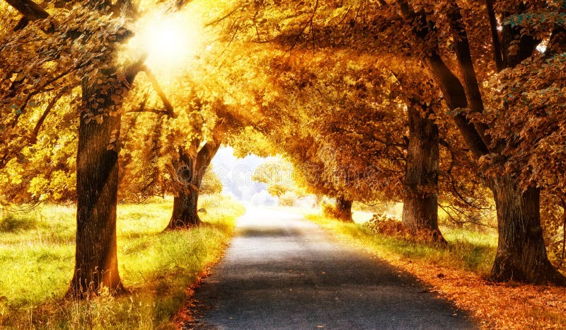 Sun in autmn forest stock photo. Image of footpath, colorful - 27577766