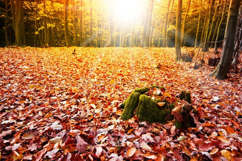 Sun in the autumn forest stock image. Image of nature - 27339869