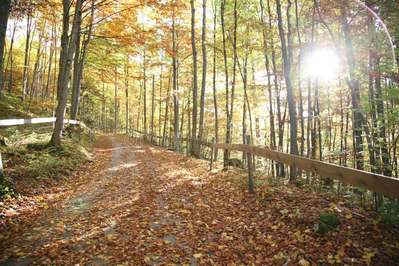 Sun in autumn forest stock image. Image of park, cloudy - 6755515