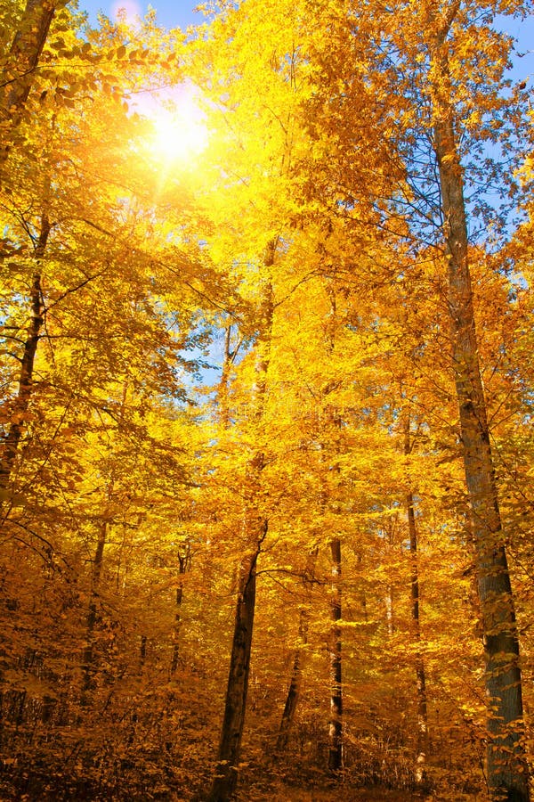 Sun in autumn forest stock photo. Image of foliage, change - 45254670
