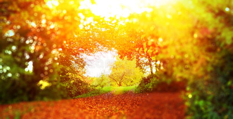 Sun in autumn forest stock photo. Image of foliage, change - 45254670