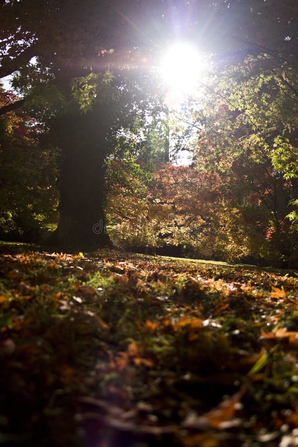 Sun between the Autumn Trees Stock Photo - Image of autumn, orange ...