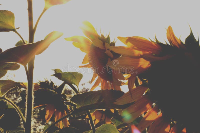The Sun Back Light of Sunflower Stock Image - Image of agriculture ...
