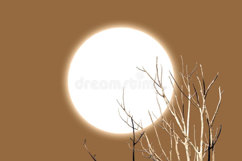 Sun Back on Top Dry Branch Tree in Air Pollution of Wildfire Stock ...