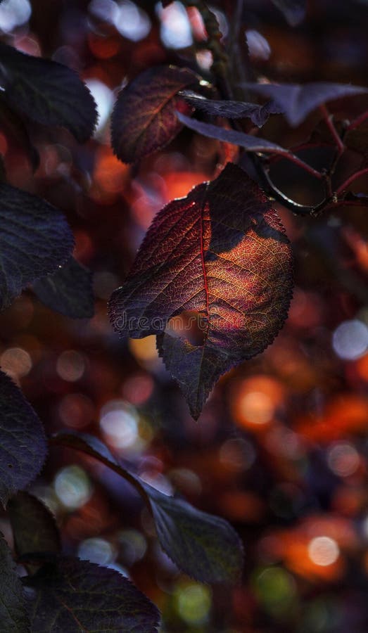 Sun Backlight Falling on Some Leaves in the Park Stock Photo - Image of ...