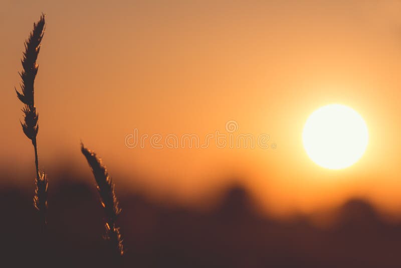 Sun in backlit stock image. Image of haulm, stimmung - 98217627