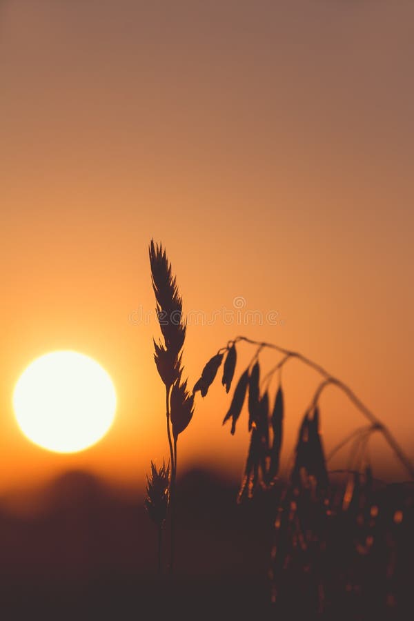 Sun in backlit stock image. Image of field, sunset, licht - 98217717