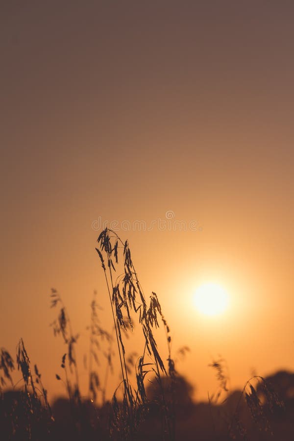 Sun in backlit stock photo. Image of spaziergang, harmony - 98217788