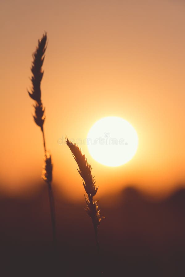 Sun in backlit stock photo. Image of summer, natur, sonnenaufgang ...