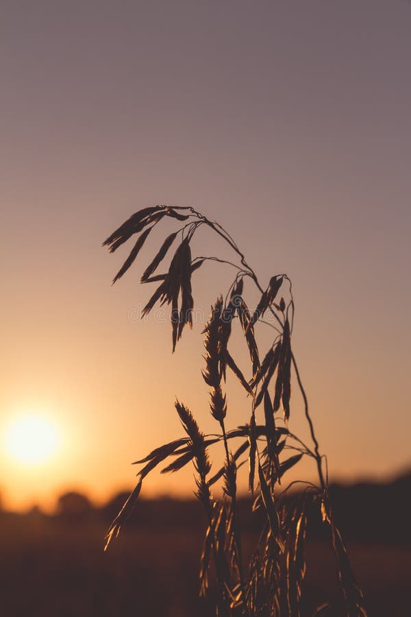 Sun in backlit stock photo. Image of life, backlight - 98217980