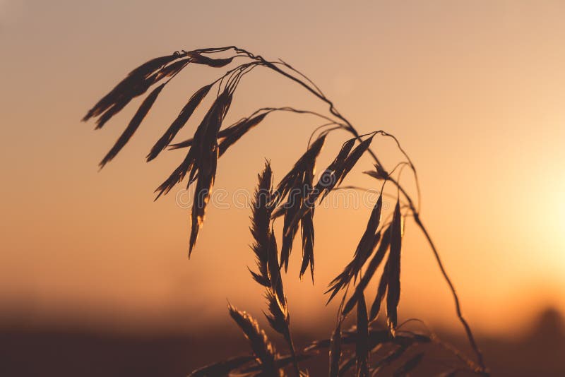 Sun in backlit stock photo. Image of mood, himmel, romantic - 98218018