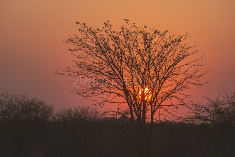 Sun in tree branches stock photo. Image of landscape - 168695248