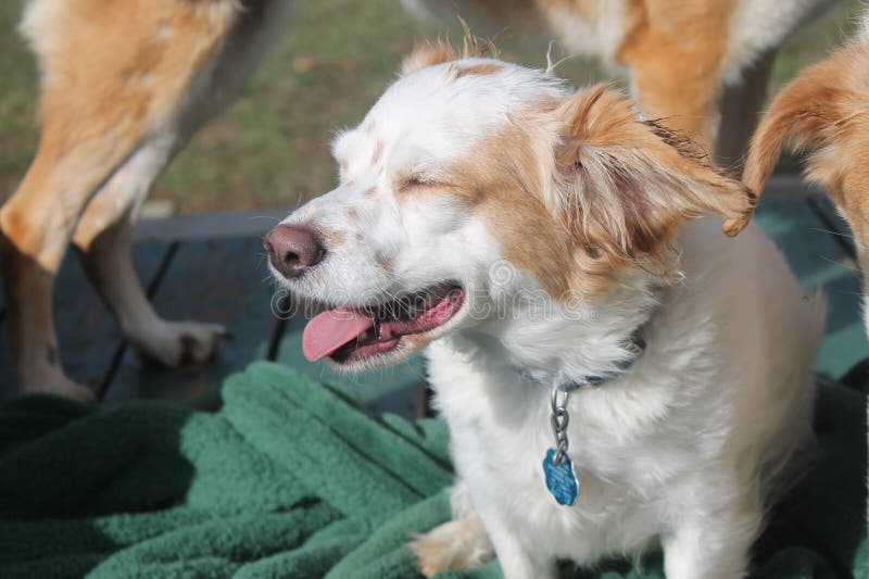 Sun bathing hounds stock photo. Image of hounds, animal - 361887948