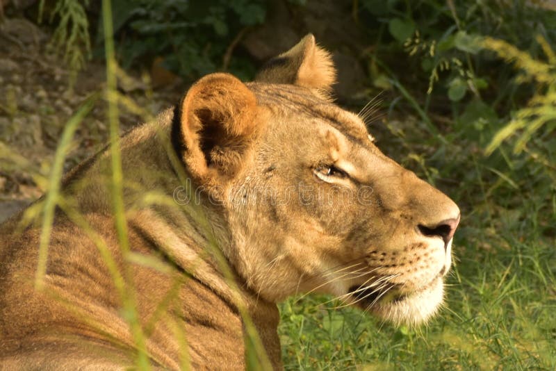 Sun bathing lion stock image. Image of enjoying, bathing - 131876199
