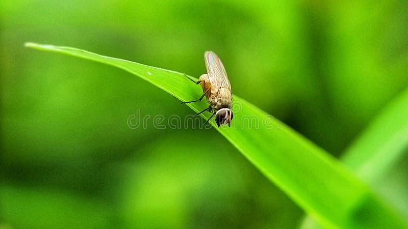 Sun Bathing Mode of Baby Flies Stock Photo - Image of baby, mode: 268722100
