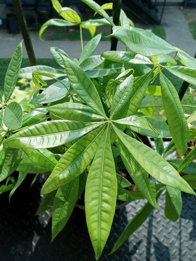 Sun bathing money tree stock image. Image of plant, shrub - 226016249