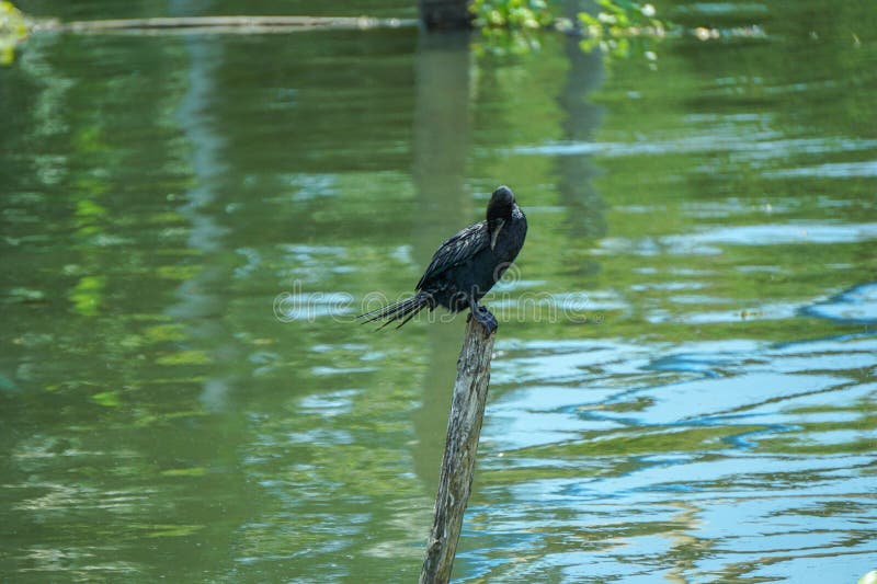 Sun bathing sea crow stock image. Image of wetland, wing - 292132293