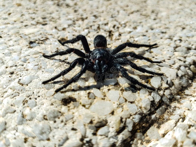 Spanish tarantula stock photo. Image of tarantula, bathing - 122319944