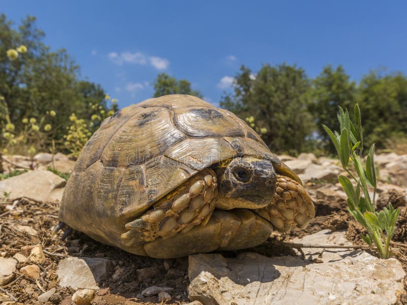Sun Bathing Tortoise from Ground Level Stock Image - Image of pets ...