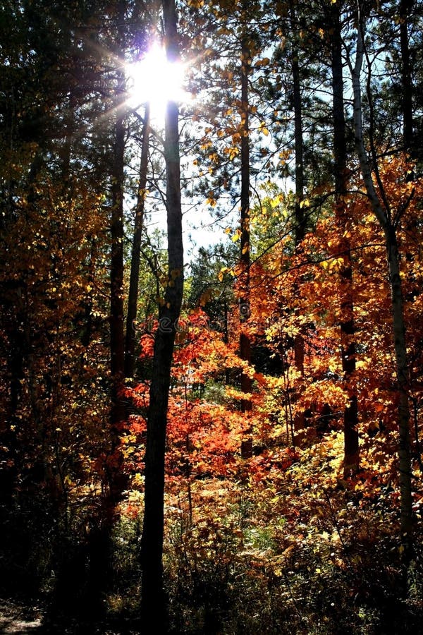 Sun Beam through Autumn Trees Stock Photo - Image of environment, hike ...
