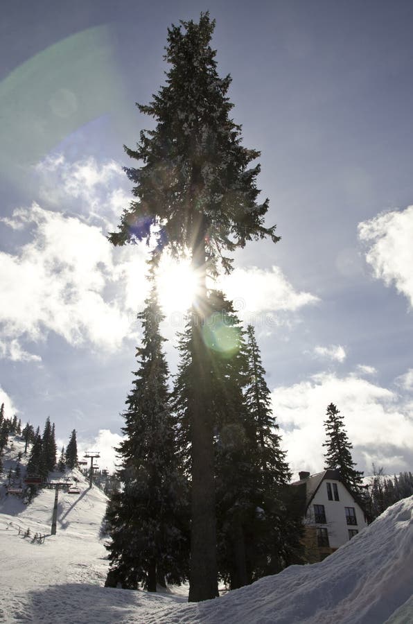 Sun beam behind the tree stock image. Image of winter - 50979235