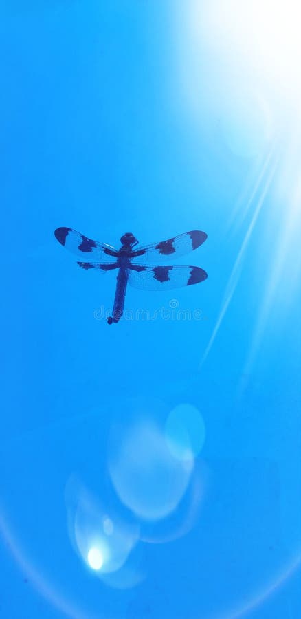 Sun Beam Blue Dragonfly in Sky Stock Image - Image of beam, dragonfly ...