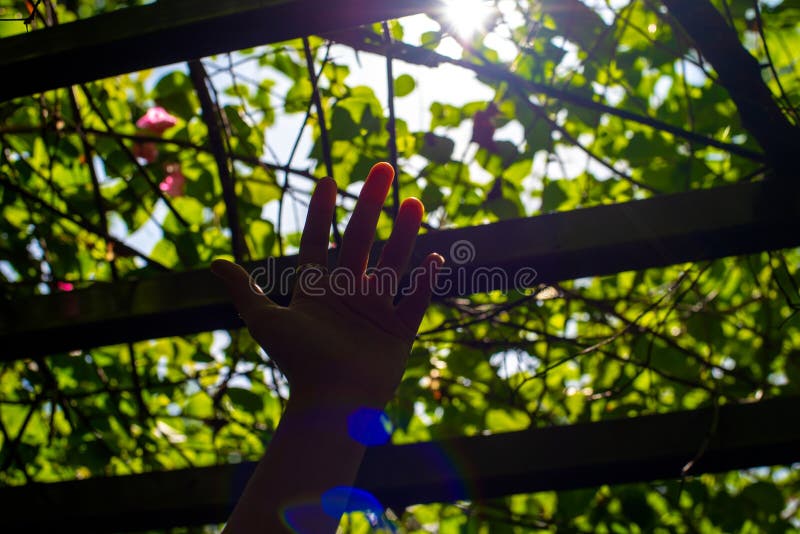 Sun Beam Under the Shade of Trees and Hand. Stock Image - Image of ...