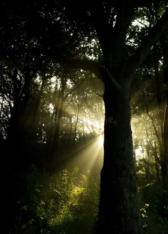 Sun Beam Through Forest Picture. Image: 82986187
