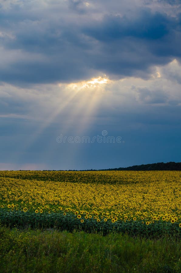 124 Storm Over Field Sunflowers Stock Photos - Free & Royalty-Free ...