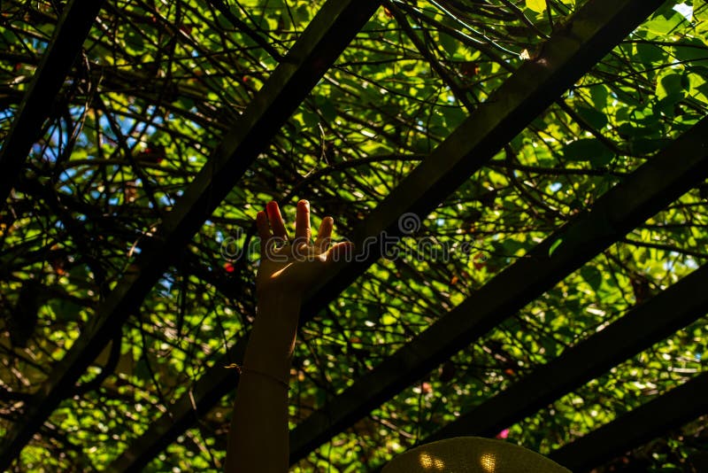 Sun Beam Under the Shade of Trees and Hand. Stock Image - Image of ...