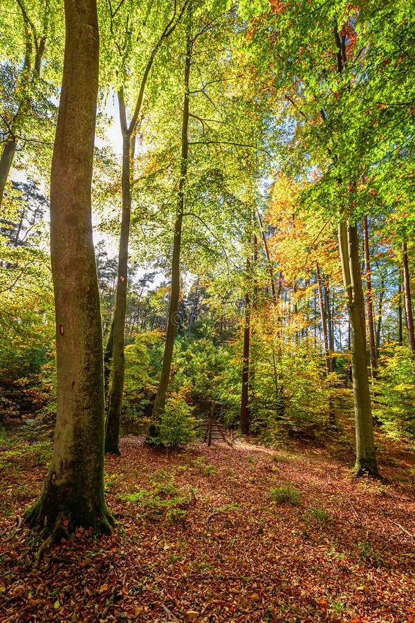 Sun Beam in Wonderful Forest in the Fall Stock Image - Image of october ...