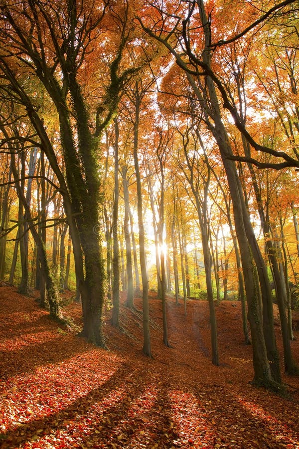 Fall day in forest stock image. Image of beautiful, light - 42782873