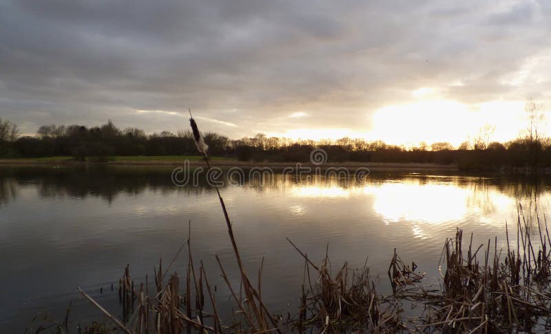Sun beam - bulrush - lake stock image. Image of beams - 118800909