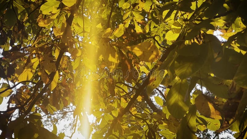 Sun Beaming through Tree Leaves in the Fall Yellow and Orange Colors ...