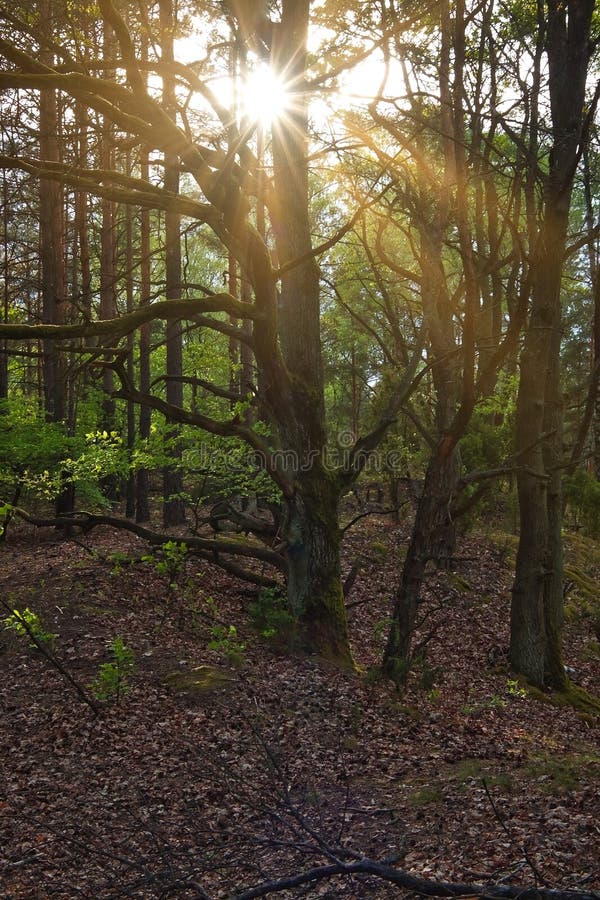 Sun Beaming through Trees in a Forest Stock Image - Image of outdoor ...