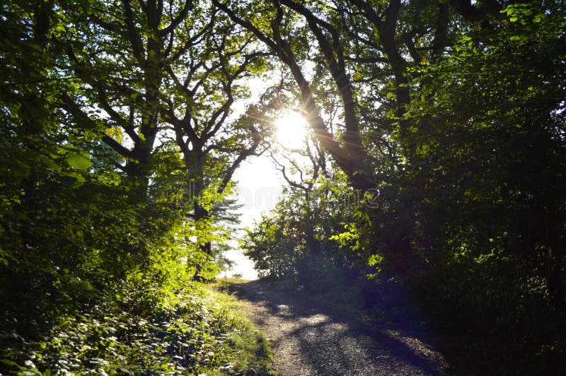Sun through the trees stock image. Image of beaming - 159046877