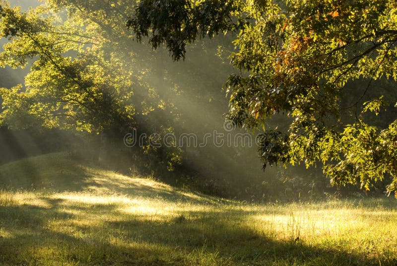 Streaming Sunshine in Woods Stock Image - Image of gree, morning: 5374449