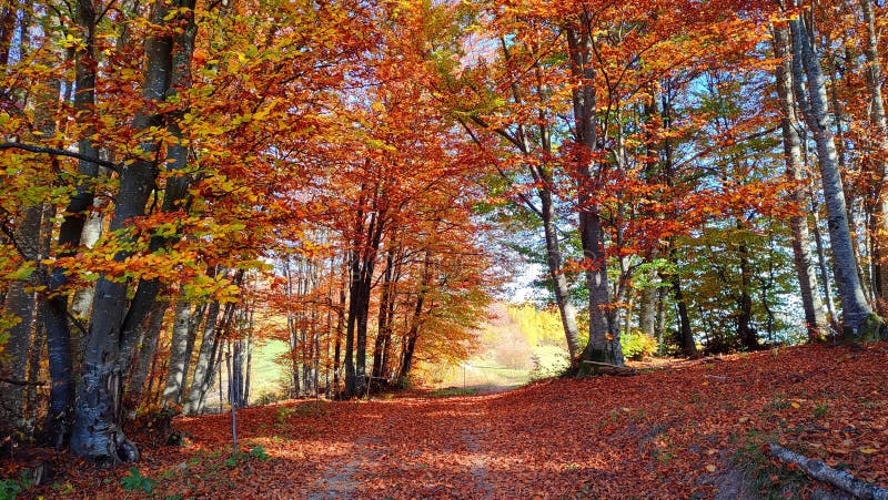 Sun Beams through an Autumn Forest. the Sun is Shining through an ...