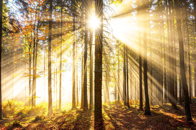 Autumn morning stock image. Image of morning, fall, fogy - 27254299