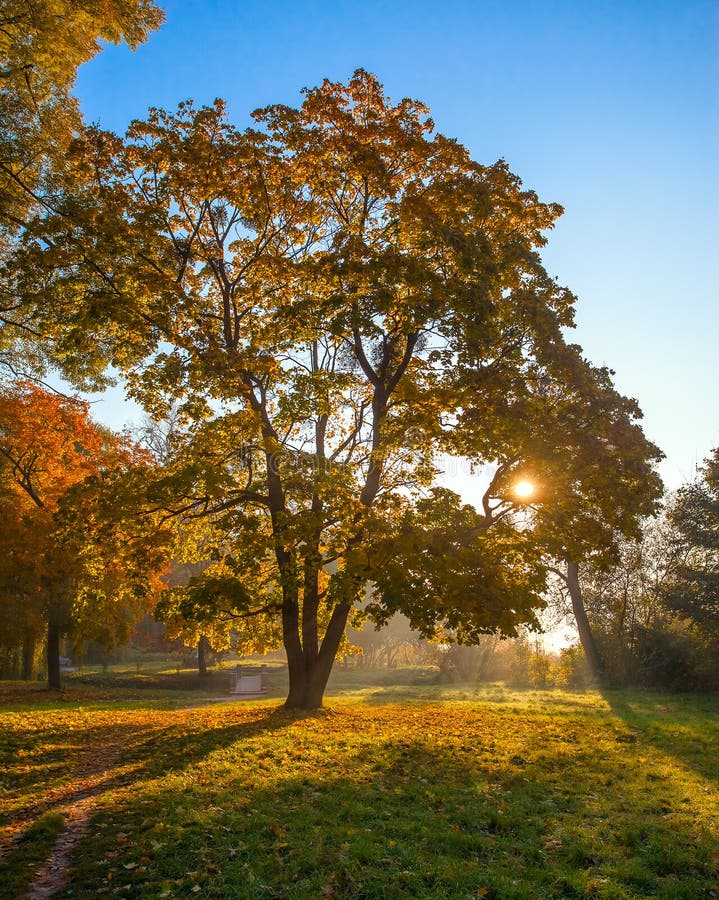 Sun Beams in the Autumn Park Stock Image - Image of ecology, morning ...