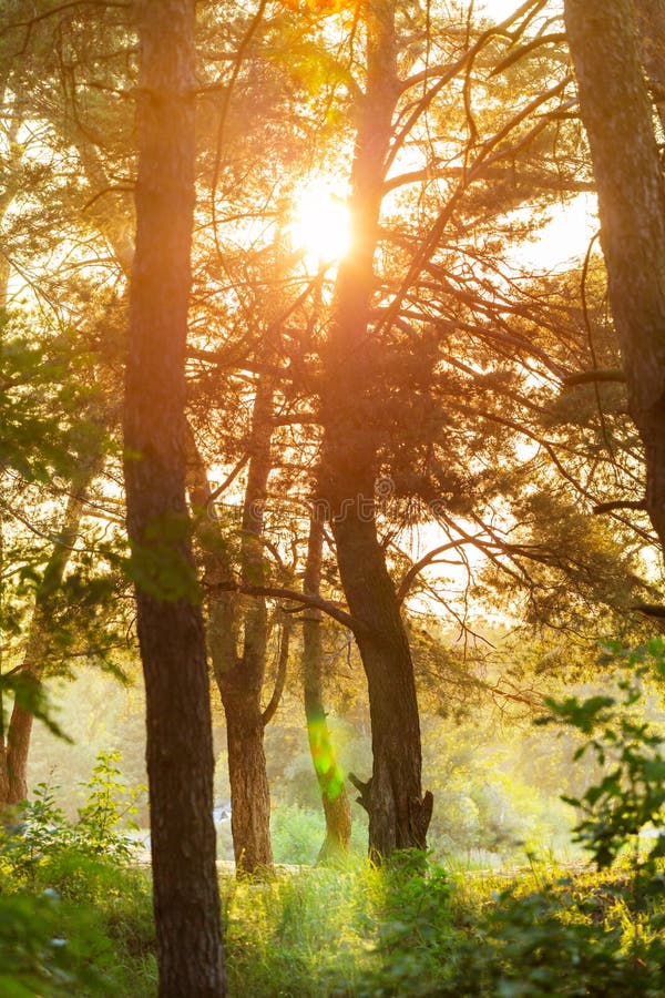 Sunny forest stock image. Image of sunrise, outdoors - 109584831