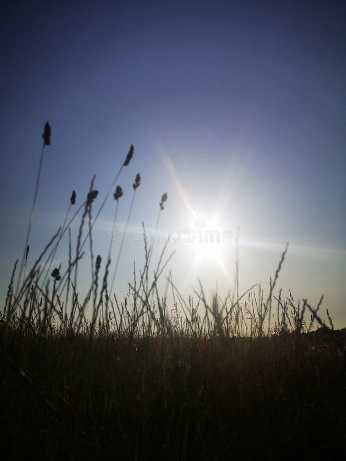 Sun beams in a field stock photo. Image of dusk, horizon - 202891640