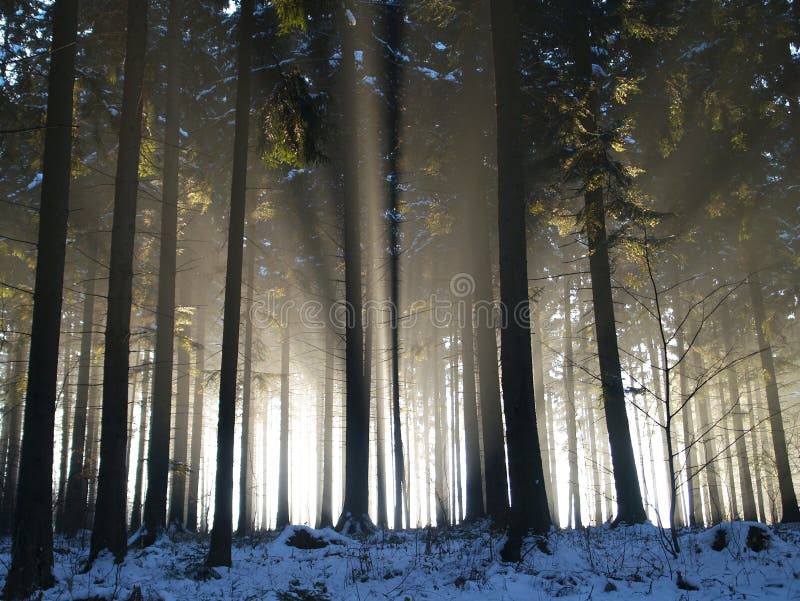 Sun Beams In Forest Picture. Image: 7770896