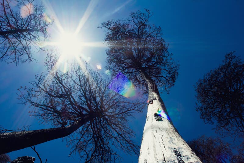 Sun Beams between Tall Trees Stock Image - Image of sunlight, front ...