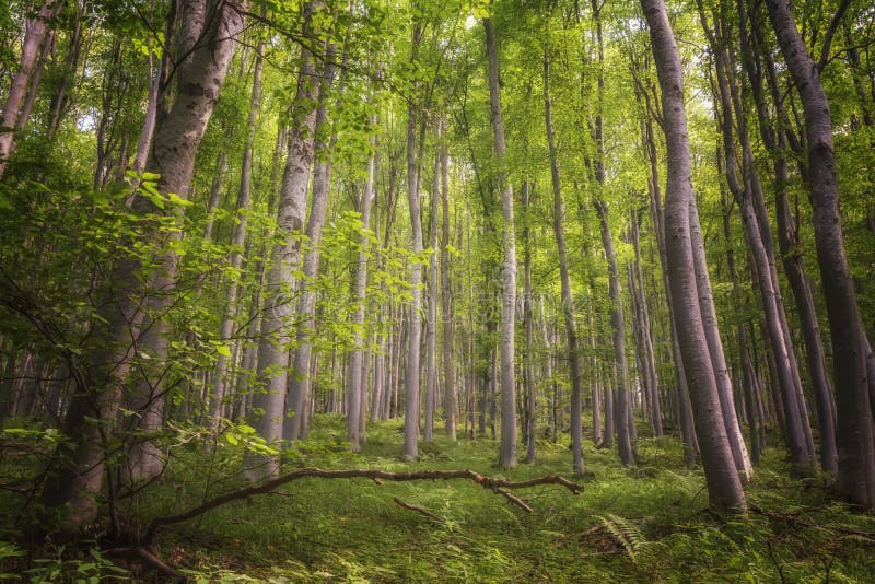 Sun Beams through Thick Trees Branches in Dense Green Forest Stock ...