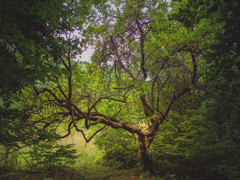 Sun Beams through Thick Trees Branches in Dense Green Forest Stock ...