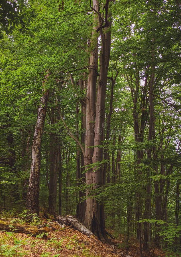 Sun Beams through Thick Trees Branches in Dense Green Forest Stock ...
